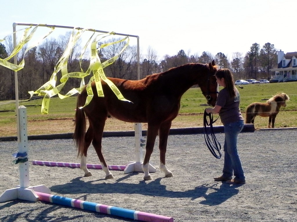 How to train a horse | an overview for beginners | HireRush Blog