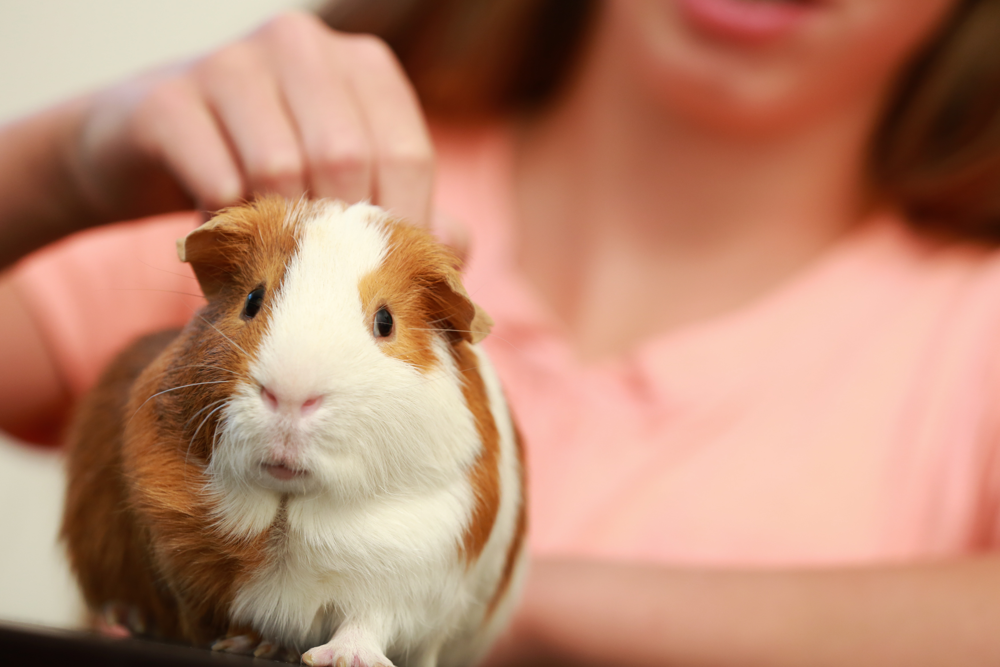 How To Take Care Of Guinea Pigs HireRush Blog How To Take Care Of Guinea Pigs HireRush Blog