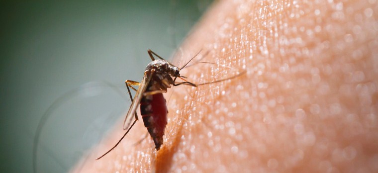 How to Get Rid of Mosquito Bites | HireRush.com