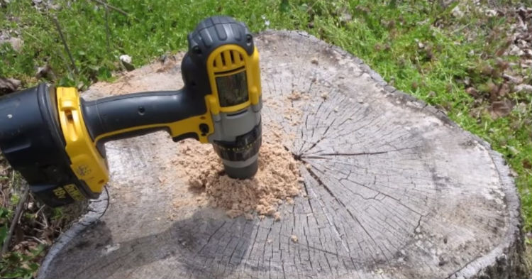 How to remove a tree stump | HireRush Blog
