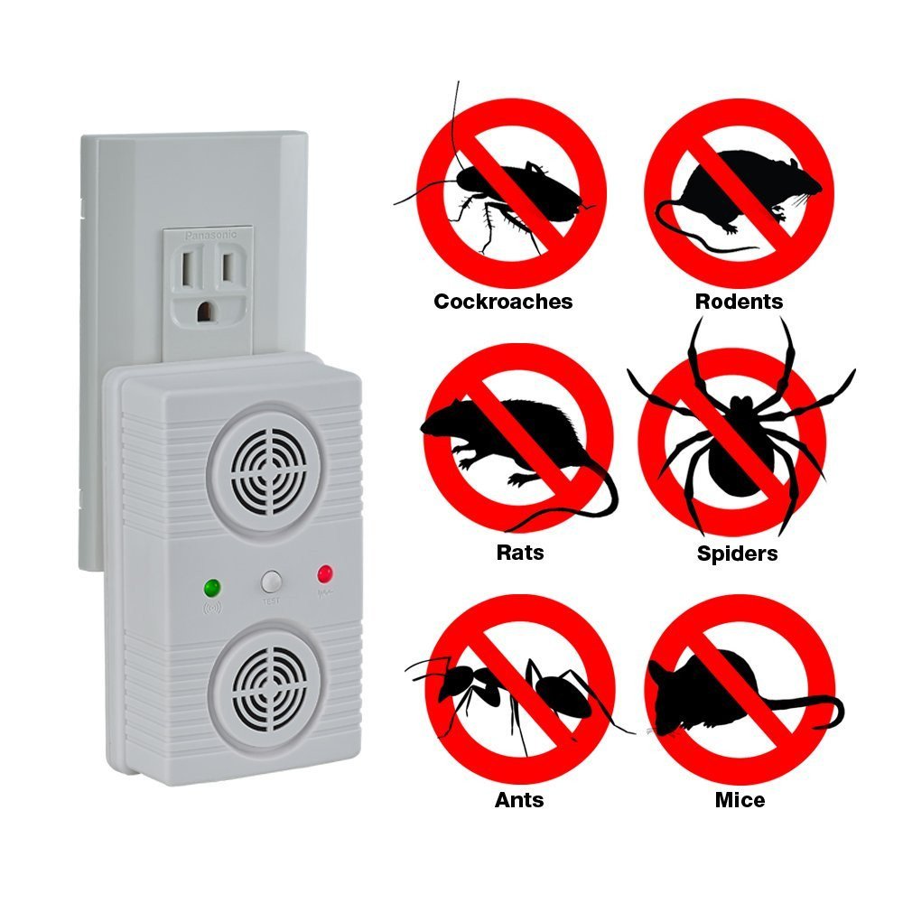 How to get rid of mice in your house | HireRush Blog