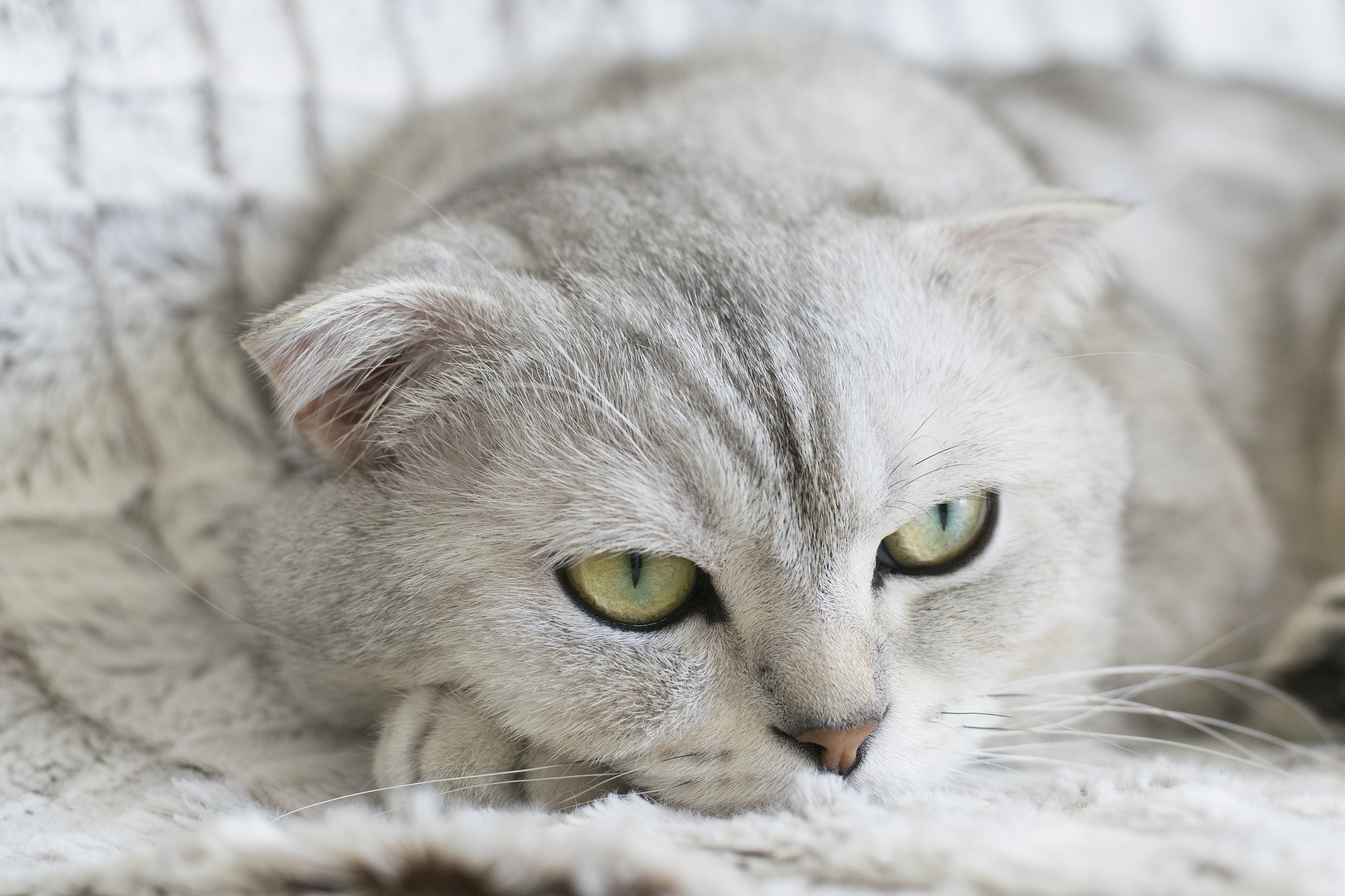 How to take care of a pregnant cat | HireRush Blog