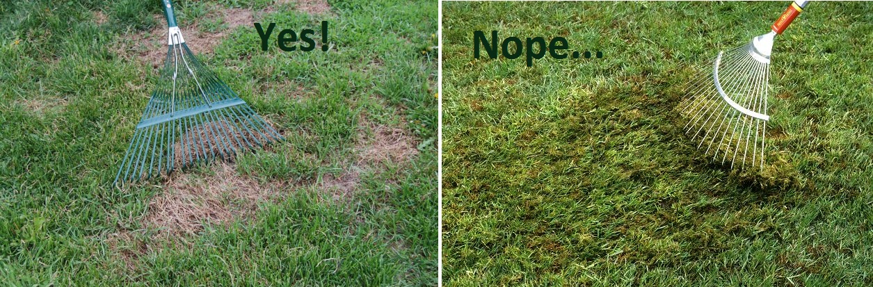 Spring yard clean up tips | HireRush Blog