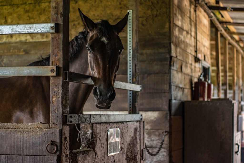 Tips for choosing best horse boarding facilities | HireRush
