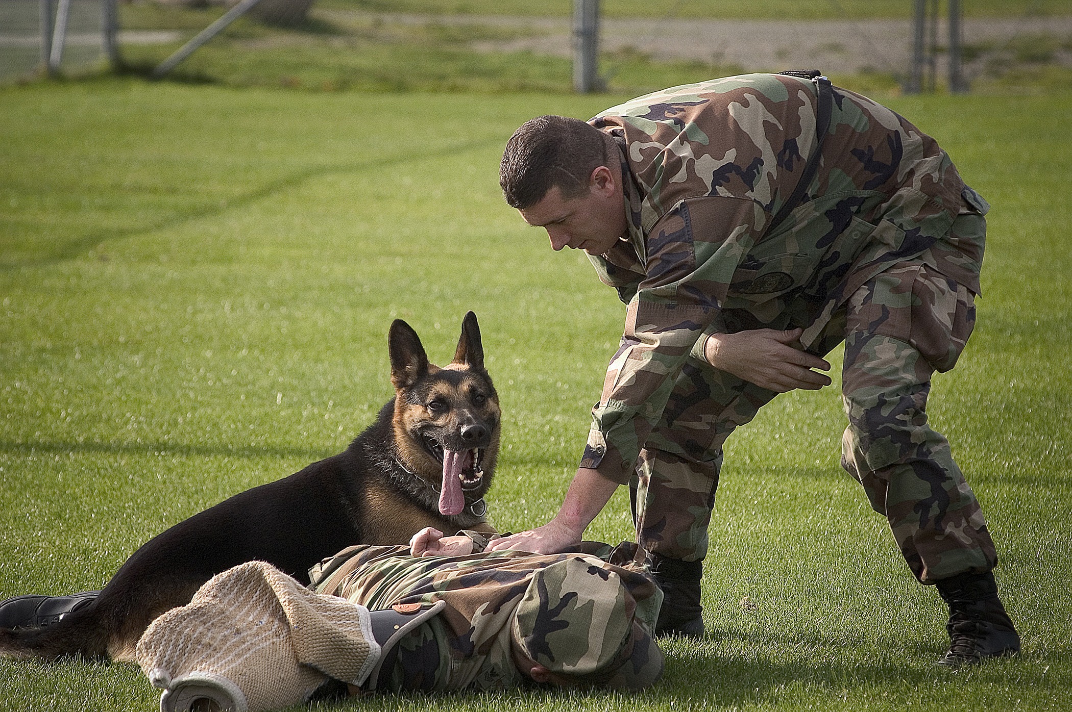 Becoming a dog trainer: 5 initial steps to take