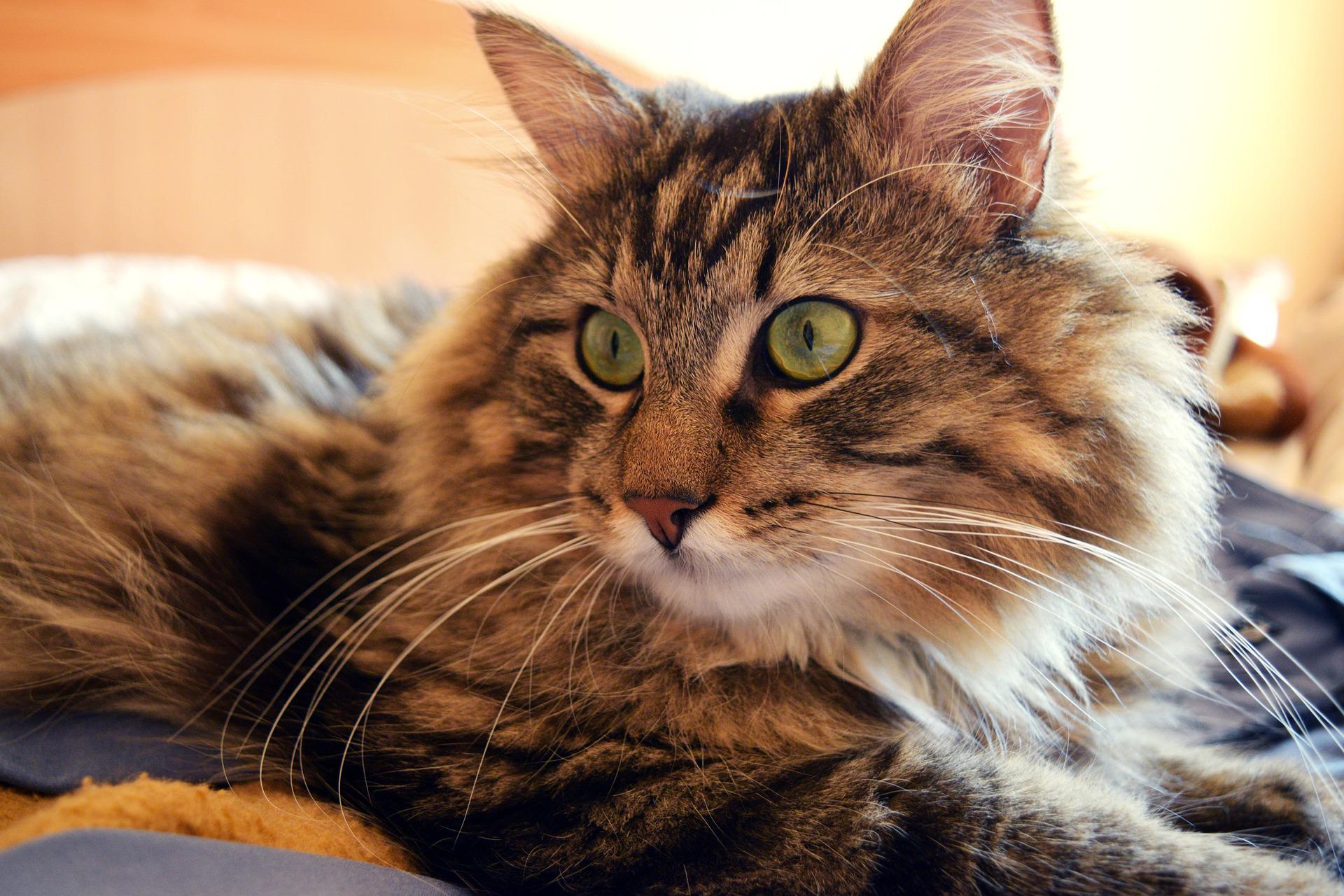 How to Keep Your Home Clean With Indoor Pets: Top 6 Tips | HireRush Blog
