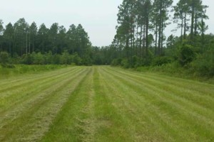New View Land Clearing. Bush Hogging / Field Mowing (850) 258-9388 ...