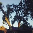 Rivas tree service - 1 Review & 2 Photos - (214) 436-2222 - Grand ...