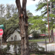 Kingsman Tree Service - 6 Photos - (903) 240-2890 - Longview, TX - HireRush
